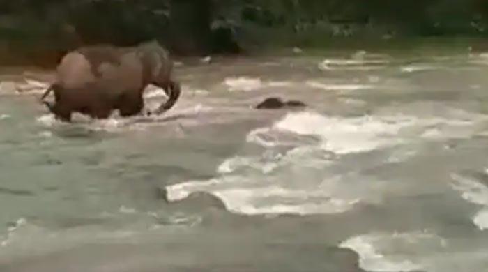 WATCH: Mother elephant saves baby from drowning