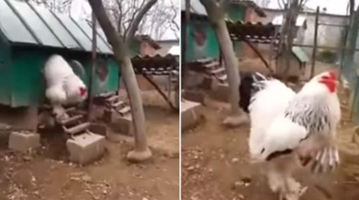 'Chickzilla!': Watch world's biggest chicken taking a walk