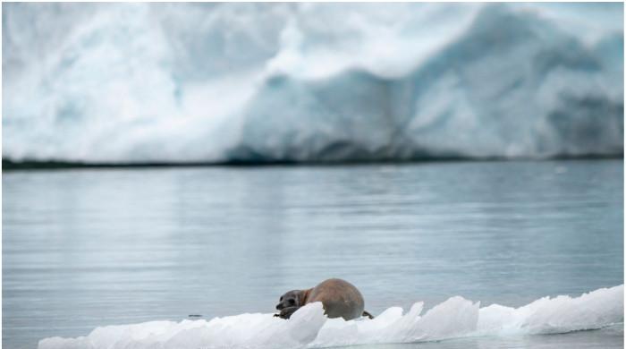 Arctic heating up 4 times faster than global warming rate, new analysis ...