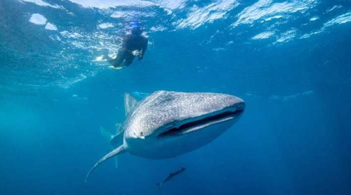 Scientists discover whale fish is world’s biggest omnivore