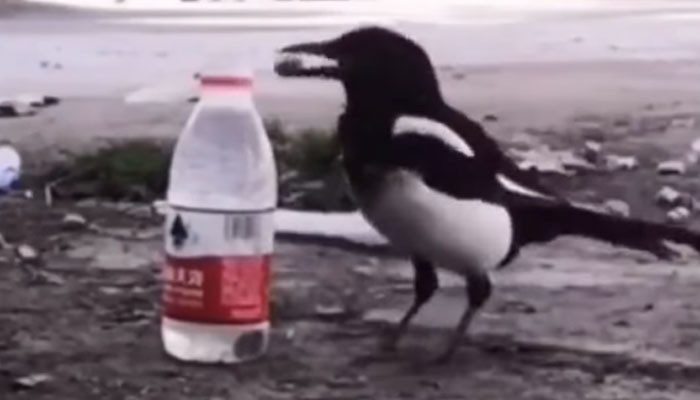 WATCH: Real-life 'thirsty crow' puts pebbles in bottle to drink water