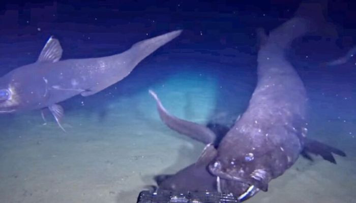 VIDEO: Rare footage shows mysterious fish that lives in complete darkness