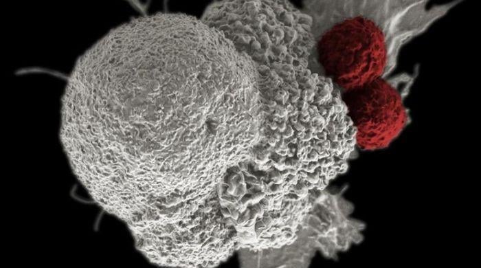 Genetic mapping reveals how cancer grows