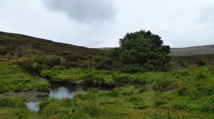 World's loneliest tree is ready to help scientists understand climate