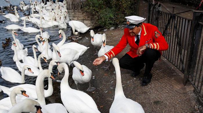 King Charles inherits Britain’s swans after Queen Elizabeth death