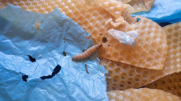 Potential breakthrough: These wax worms could fight plastic pollution