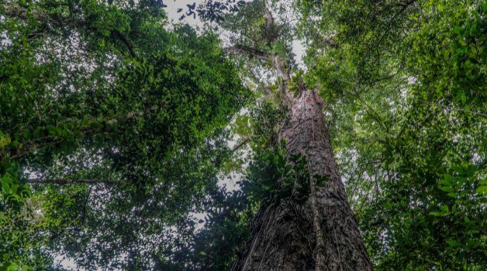 Scientists reach tallest tree ever found in Amazon