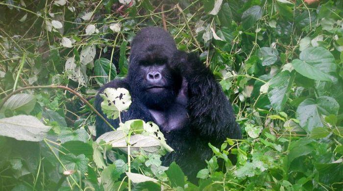 Global wildlife populations have sunk 69% since 1970: WWF report