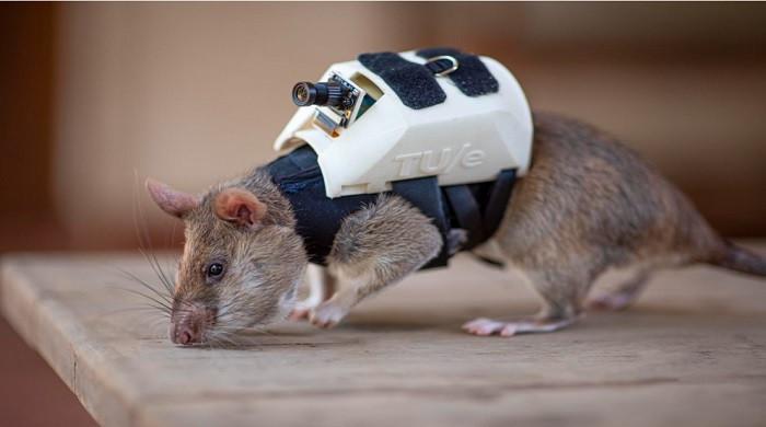 WATCH: Backpack-wearing RescueRats ready to help during earthquakes