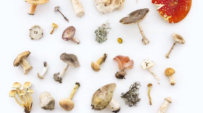 WHO reveals list of deadly fungi that you should beware of