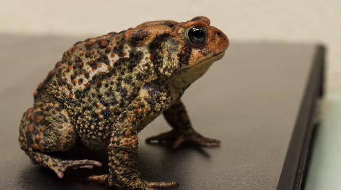 Please don't lick psychedelic toads, warn US park officials