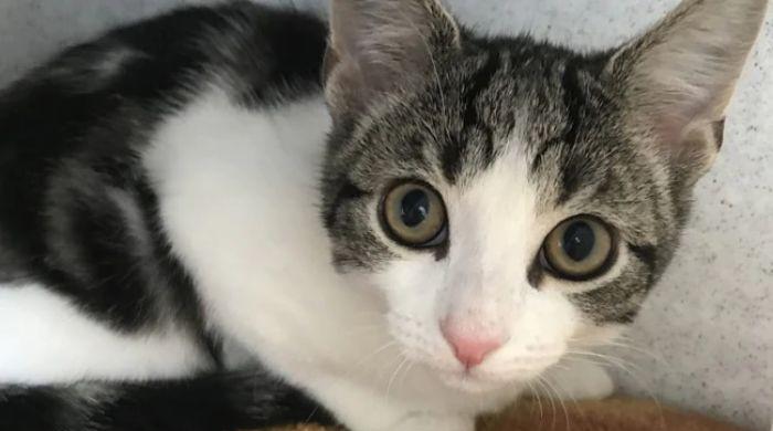 Cat that is neither male nor female shocks UK doctors