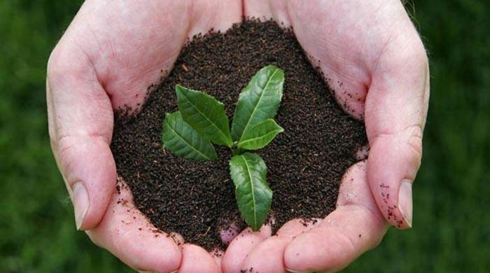 Pakistan's tea imports increase by 2.21% to $192 million during 4MFY23