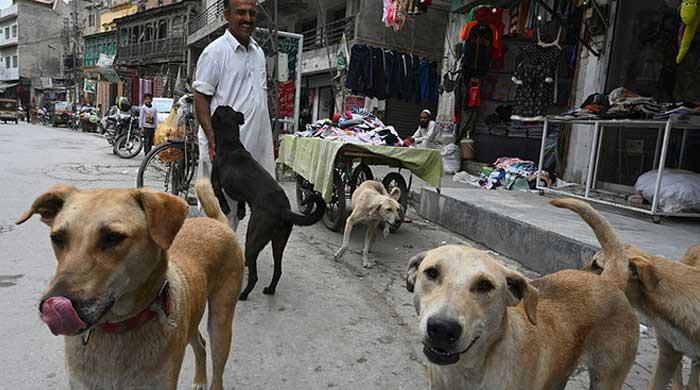 Karachi: Dogs bite more than 26,000 people in 2022