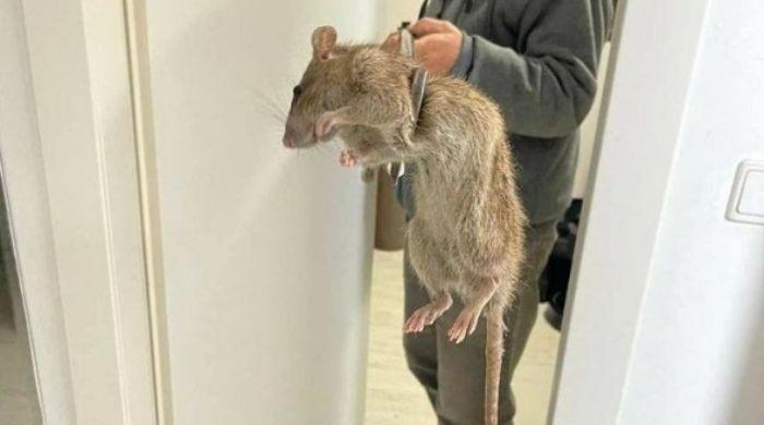 Two-foot-long 'poison-immune' mutant rats attack British homes