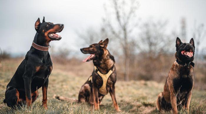 This canine is the world's most 'intelligent dog'