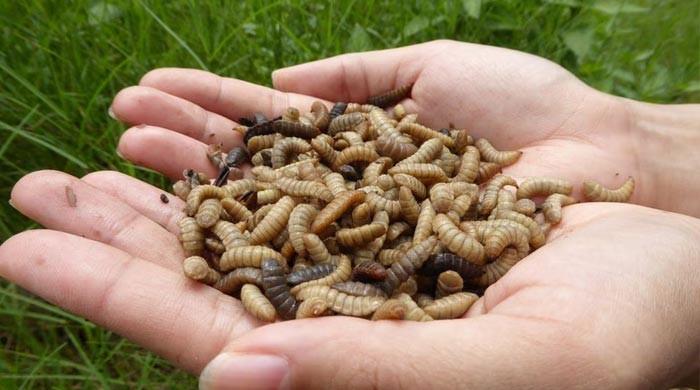 From ashes to fly larvae, new ideas aim to revive farm soil