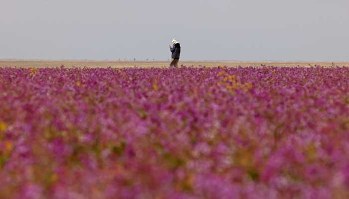 In pictures: Desert turns purple in Saudi Arabia