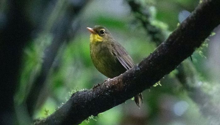 Rare songbird sighted again after over 2 decades