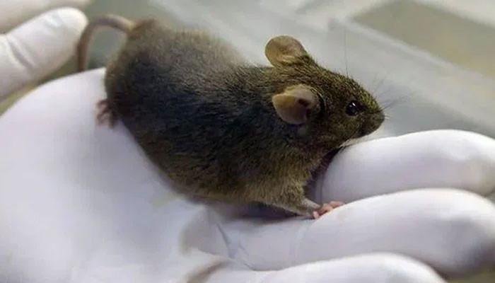 ´Revolutionary´: Scientists create mice with two fathers