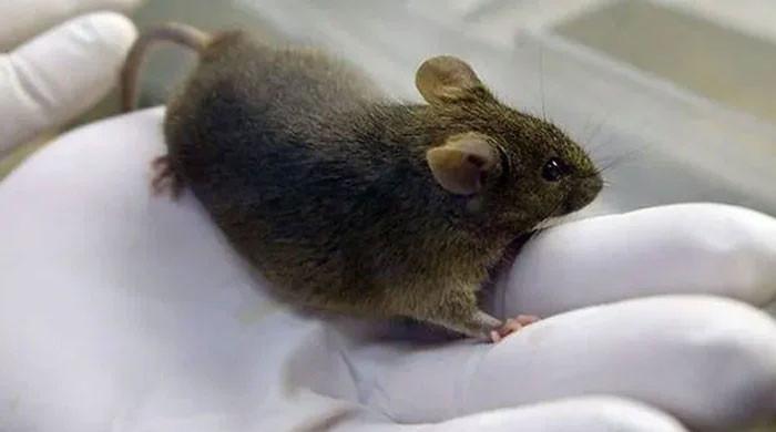 ´Revolutionary´: Scientists create mice with two fathers