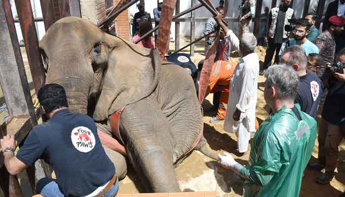 Elephant in distress: Cries of crippled 'Noor Jehan' echo around the world