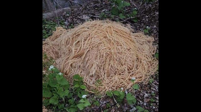 'Mission Impastable': Who dumped tons of cooked pasta in New Jersey?