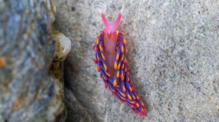 WATCH: Rare sea slug found in Falmouth beach UK