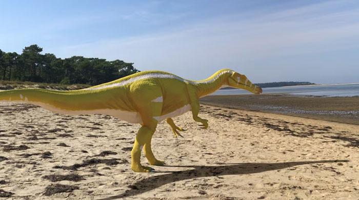 Newly discovered dinosaur sheds light on ancient meat-eaters