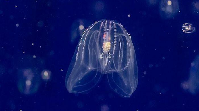 Scientists may have found world's oldest animal