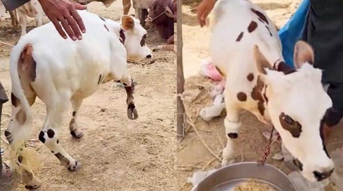 Eid ul Adha: Here is the cutest cow up for sale at Karachi's cattle ...
