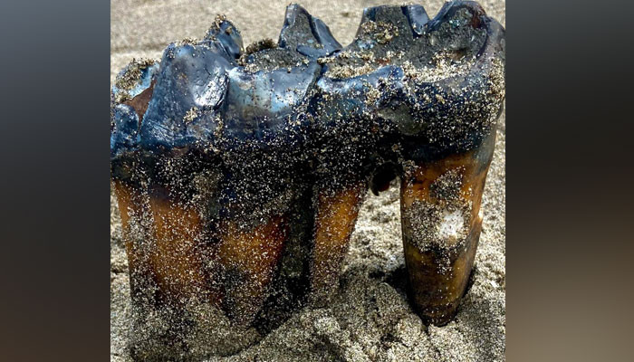 Woman steps on massive mastodon tooth at Rio Del Mar State Beach