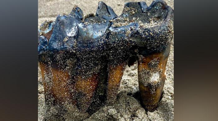 Woman steps on massive mastodon tooth at Rio Del Mar State Beach