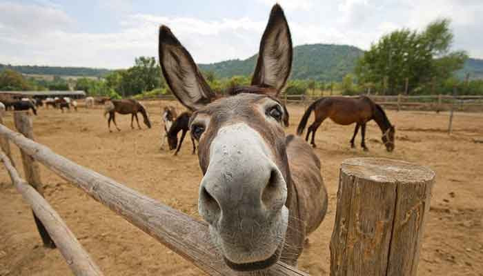 Donkey population on the rise in Pakistan