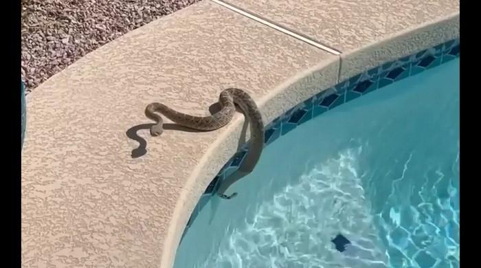 WATCH: Playful rattlesnake sails across pool on floater in chance encounter