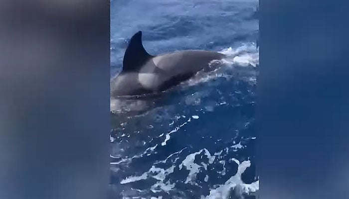 WATCH: Orcas attack vessel in Strait of Gibraltar, swims off with rudder