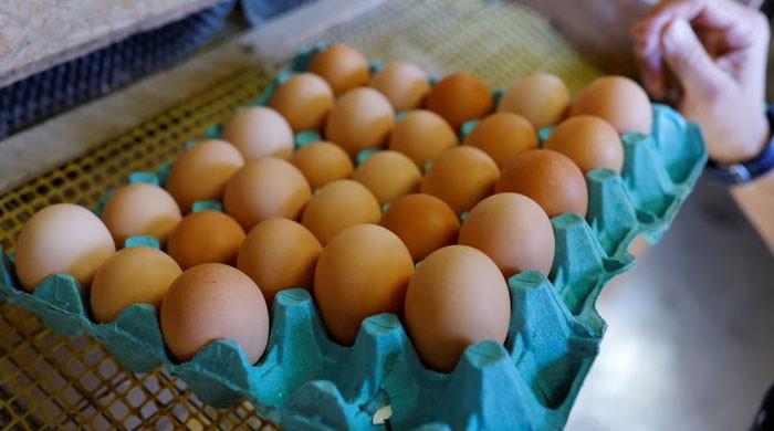 Scientists reveal what came first, chicken or egg