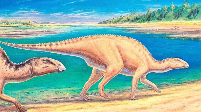 Astounding discovery: 72 million years old dinosaur found