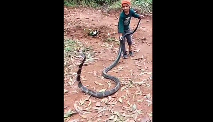 WATCH: Young boy toys with tail of 12-foot-long king cobra