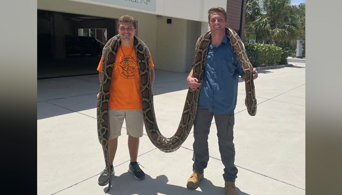 WATCH: Record 19-foot long female Burmese python captured in Florida