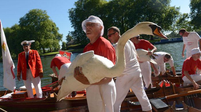 Royal family shares updates on centuries-old tradition Swan Upping