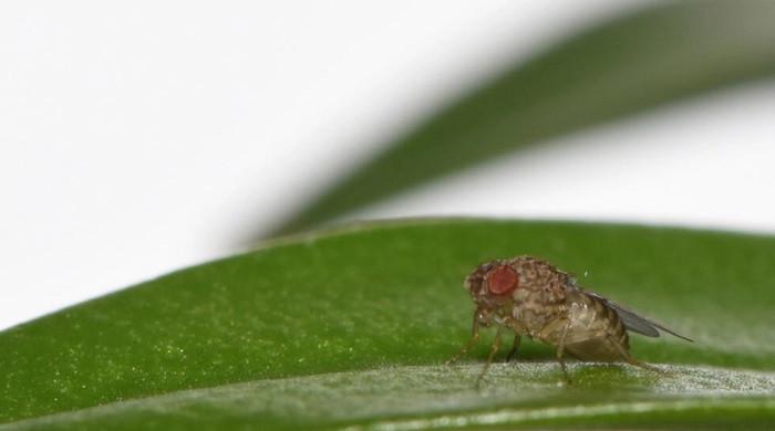 'Virgin birth': Scientists engineer fruit flies to reproduce without males