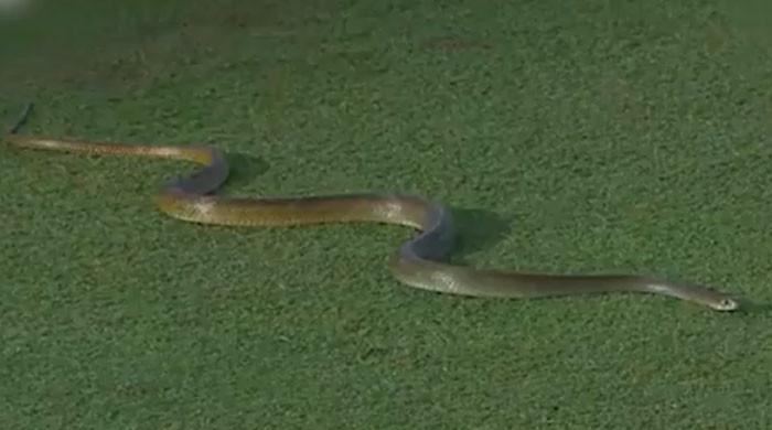 WATCH: Snake ‘graces’ Lanka Premier League match with appearance