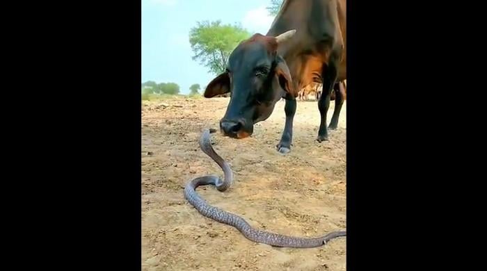 WATCH: This cow-snake love affair is tickling Internet's underbelly