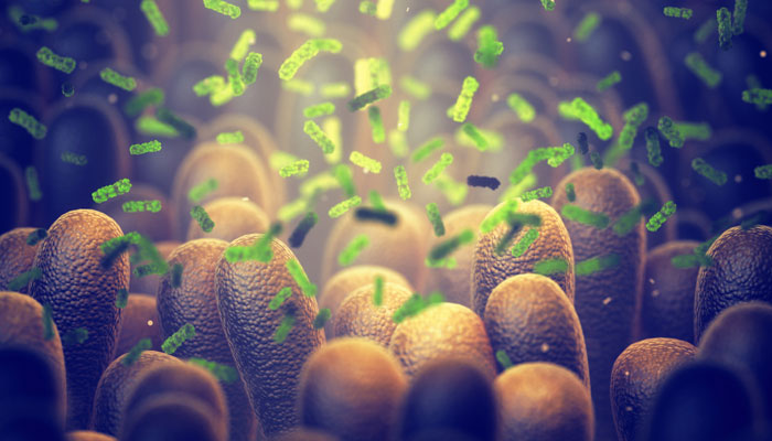 Microbiome In Our Gut Can Do Everything That Popular Weight Loss Drug
