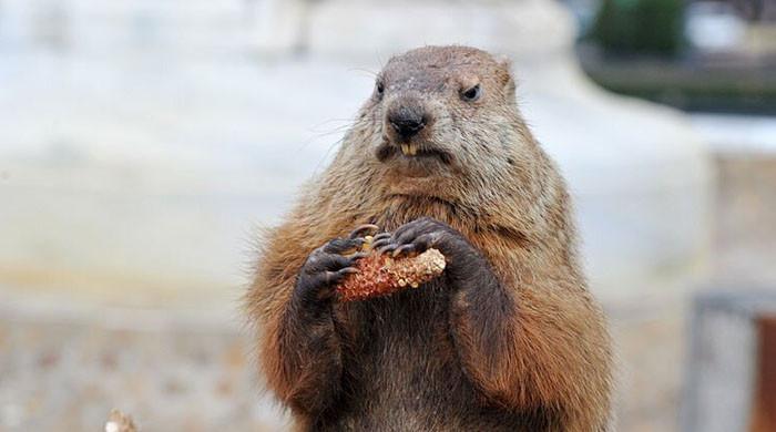 Punxsutawney Phil: What is Groundhog Day? Origin, history, more