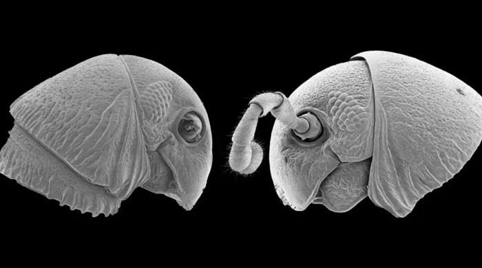 Star Wars Aliens Like Bugs Found In Tanzanian Jungle Leave Scientists Unhinged