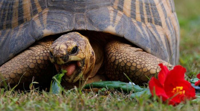 Which temperature is best for all life to thrive amid global warming ...