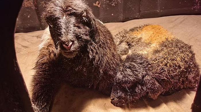 China successfully clones Tibetan goats using 'Dolly the sheep' technique