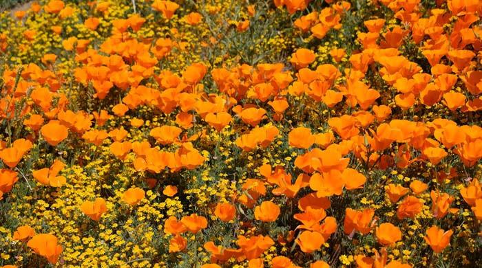 What's 'superbloom' and when does it occur?